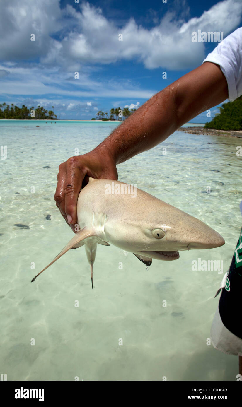 Shark out of water hi-res stock photography and images - Alamy