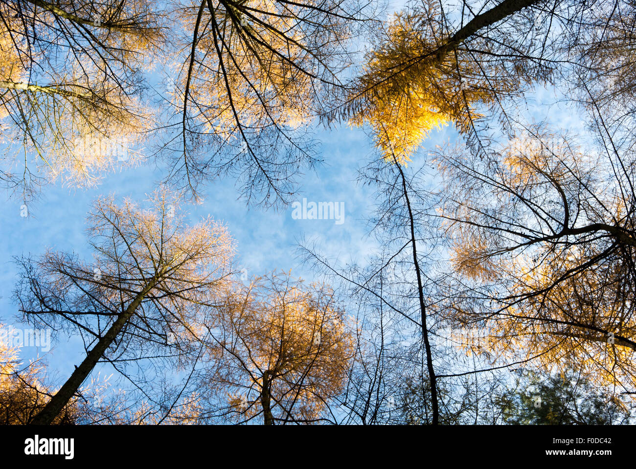 Looking up into the tree canopy, Yorkshire England UK Stock Photo - Alamy