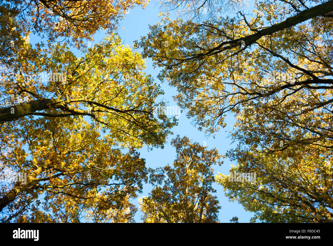 Looking up into the tree canopy hi-res stock photography and images - Alamy