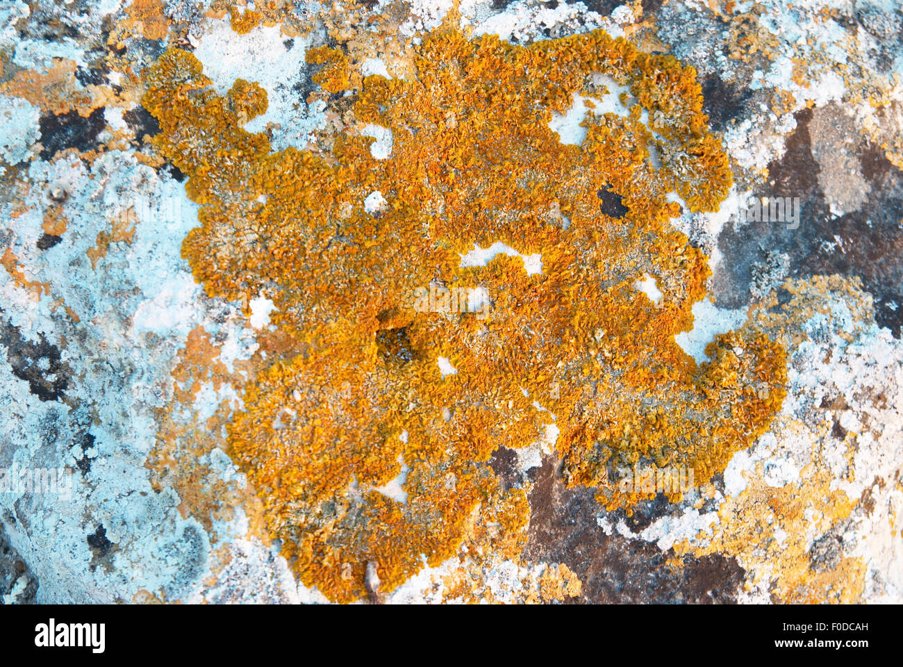 Texture of lichen on the stone Stock Photo - Alamy