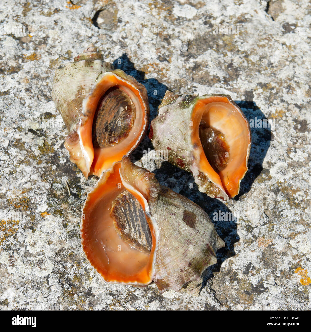 Shells and molluscs of rapana venosa Stock Photo - Alamy