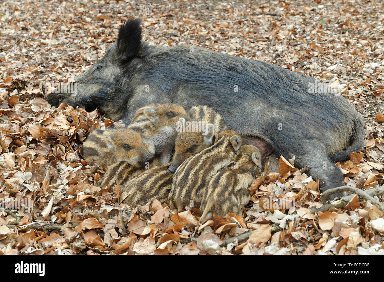 Wild boar (Sus scrofa), sow suckling piglets, captive, North Rhine ...