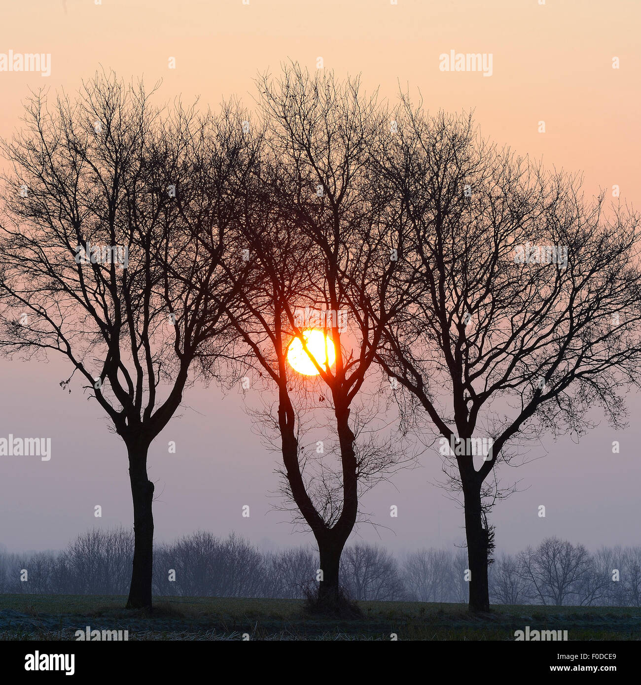 Three oak trees (Quercus robur) at sunrise, Xanten, Lower Rhine, North ...