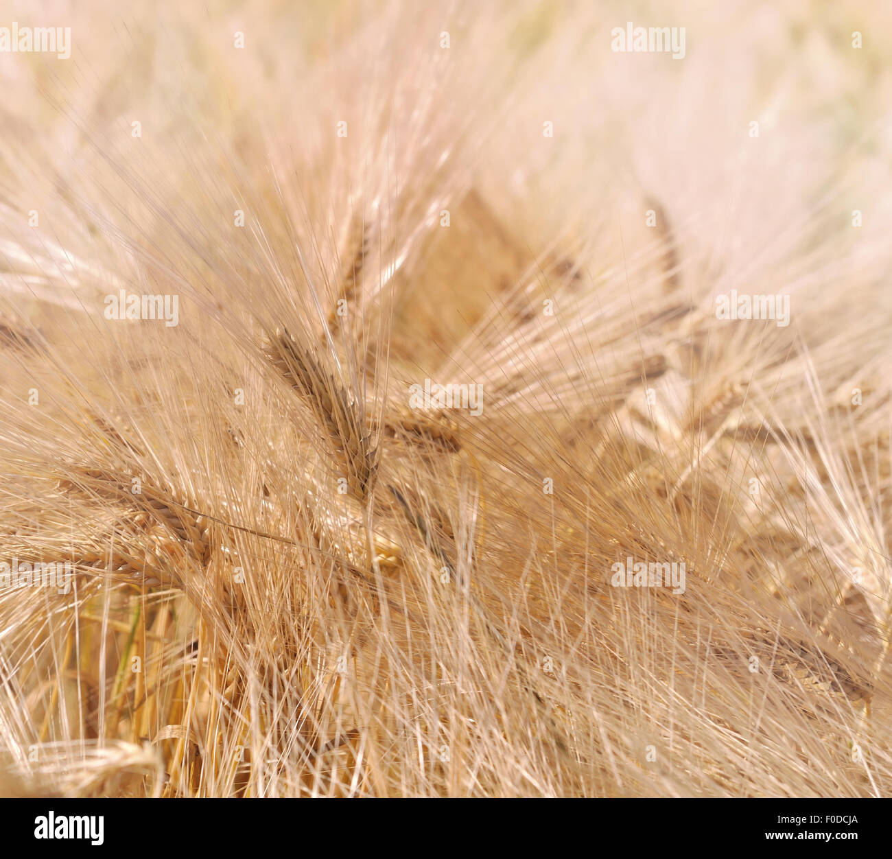 Barley grain hi-res stock photography and images - Alamy