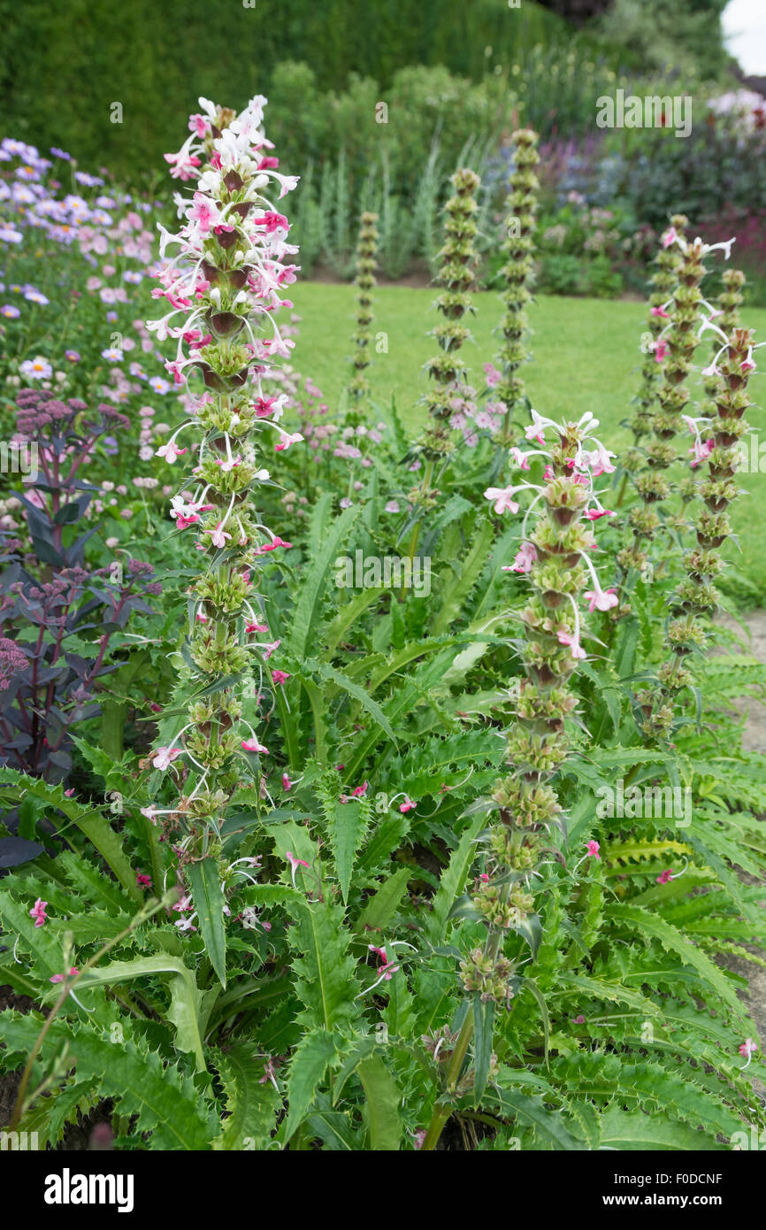 Morina longifolia garden border hi-res stock photography and images - Alamy