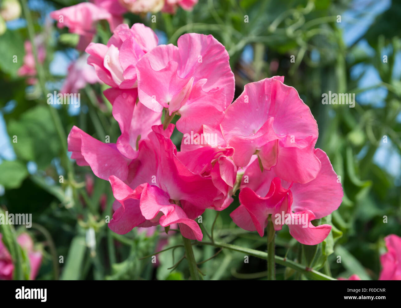 Spencer daily hi-res stock photography and images - Alamy