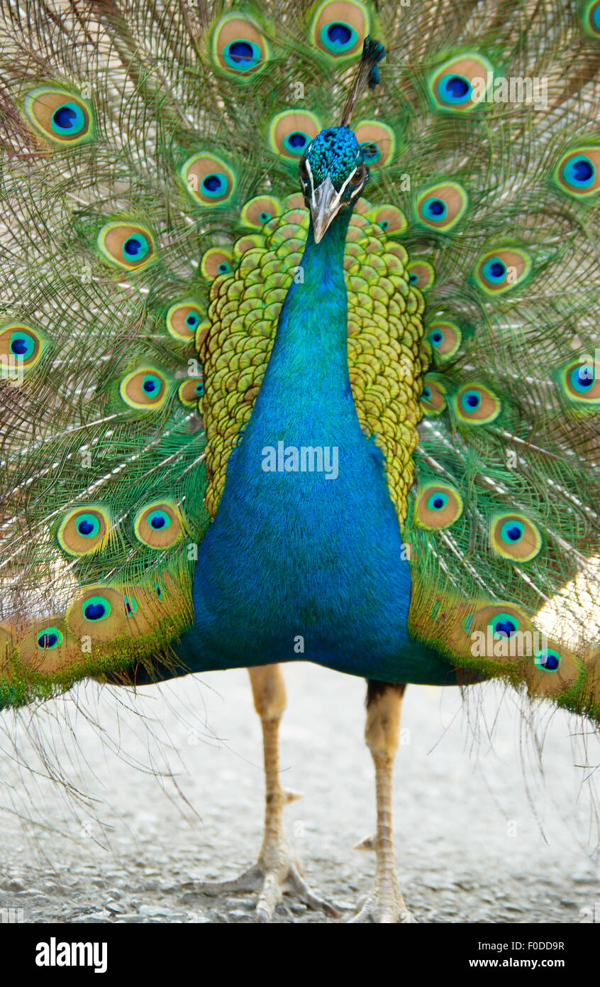 Peacock with open train Stock Photo - Alamy