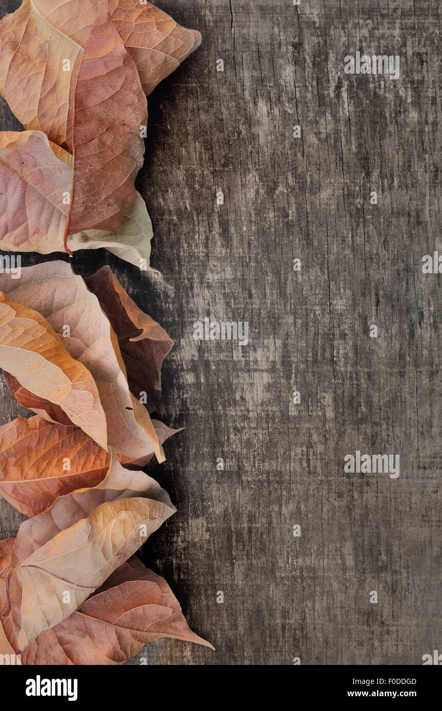 Old brown leaves hi-res stock photography and images - Alamy