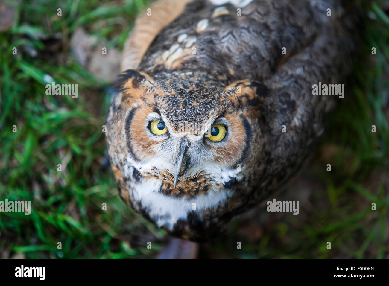 Looking down at a Great Horned Owl that was sitting on the ground below ...