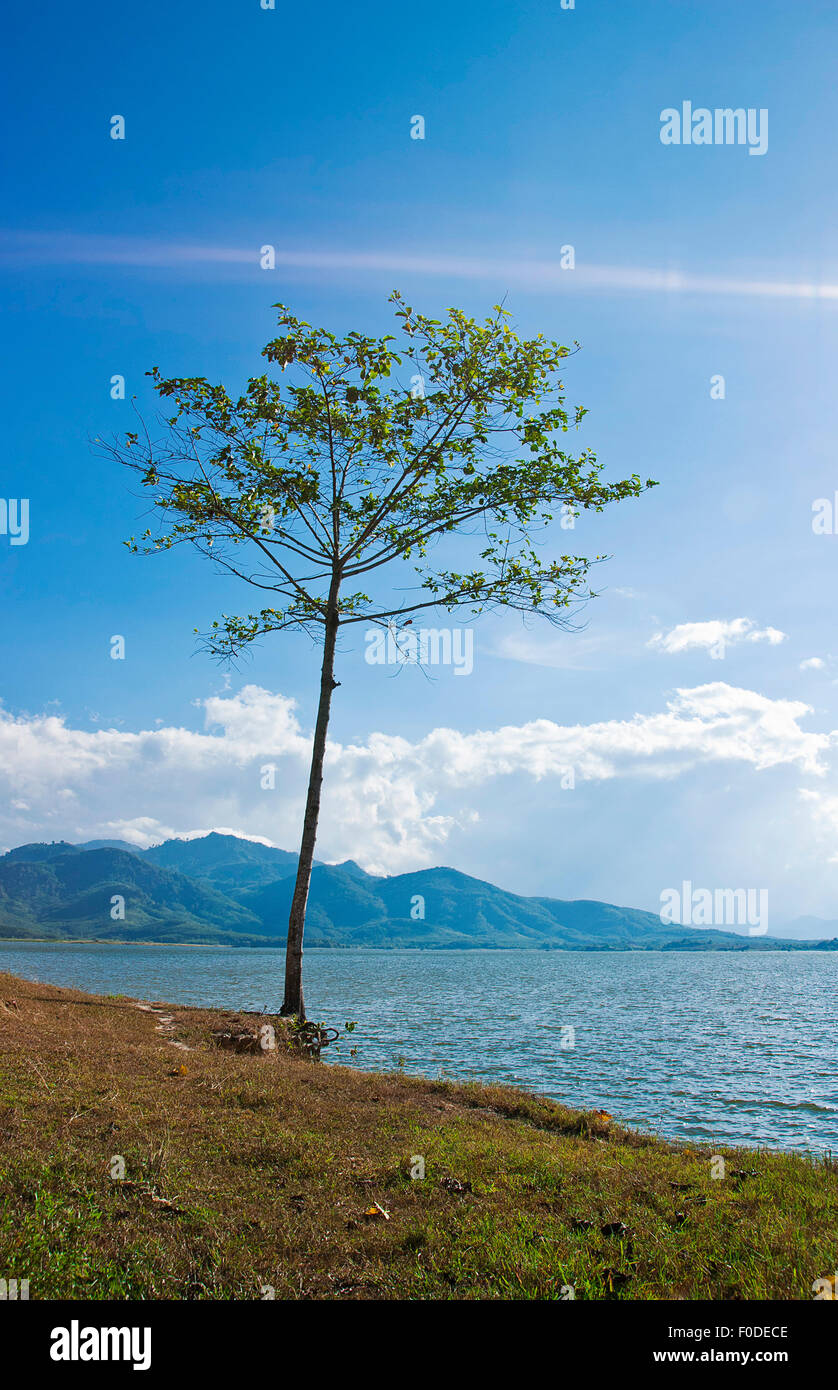 One tree in river with blue sky and cloud Stock Photo - Alamy