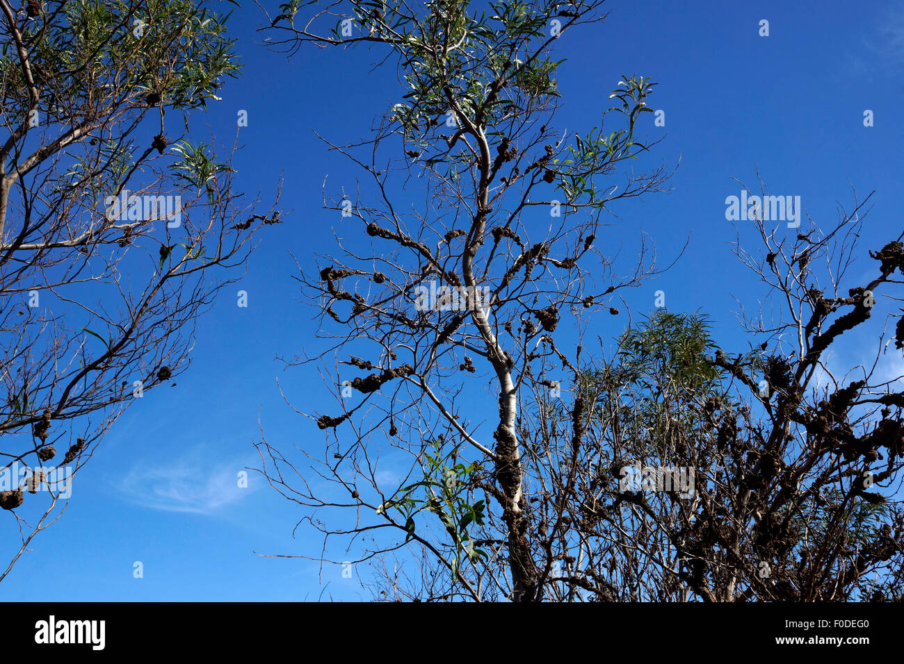 Branches of Port Jackson trees infected with with rust fungus as an on ...