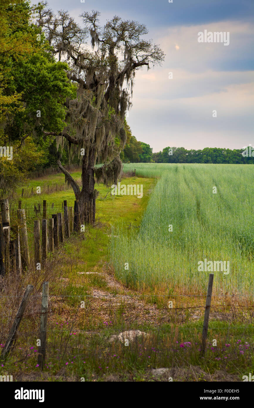 Woodline hi-res stock photography and images - Alamy