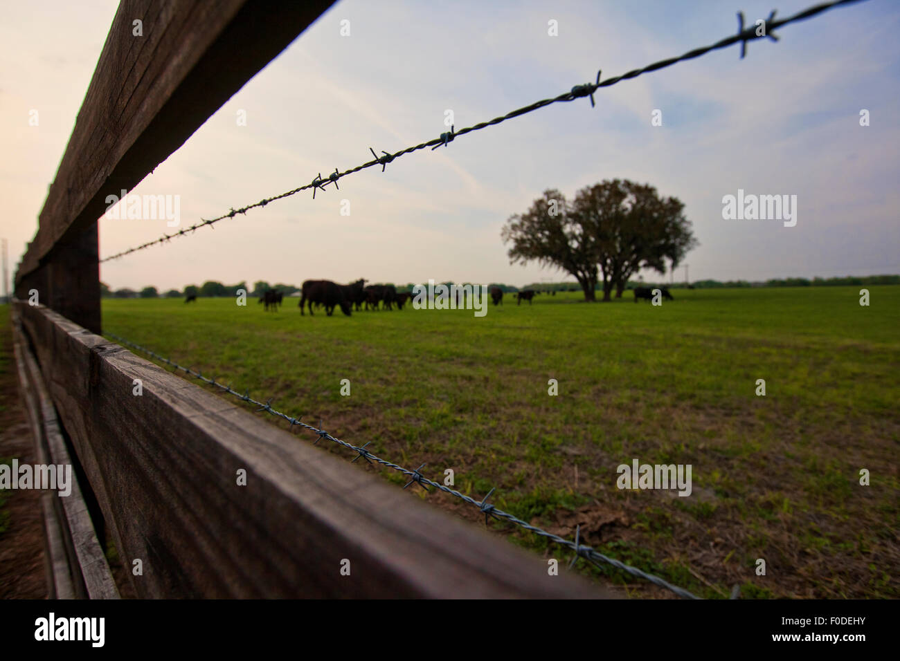 Cattle Ranch Barbed Wire Stock Photos & Cattle Ranch Barbed Wire Stock ...