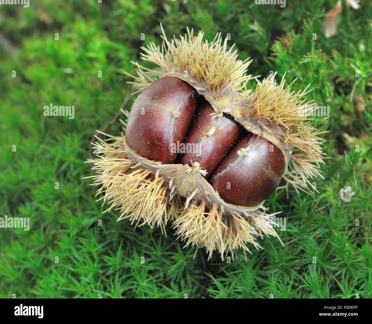 chestnuts in the shell with spines on the ground foam Stock Photo - Alamy