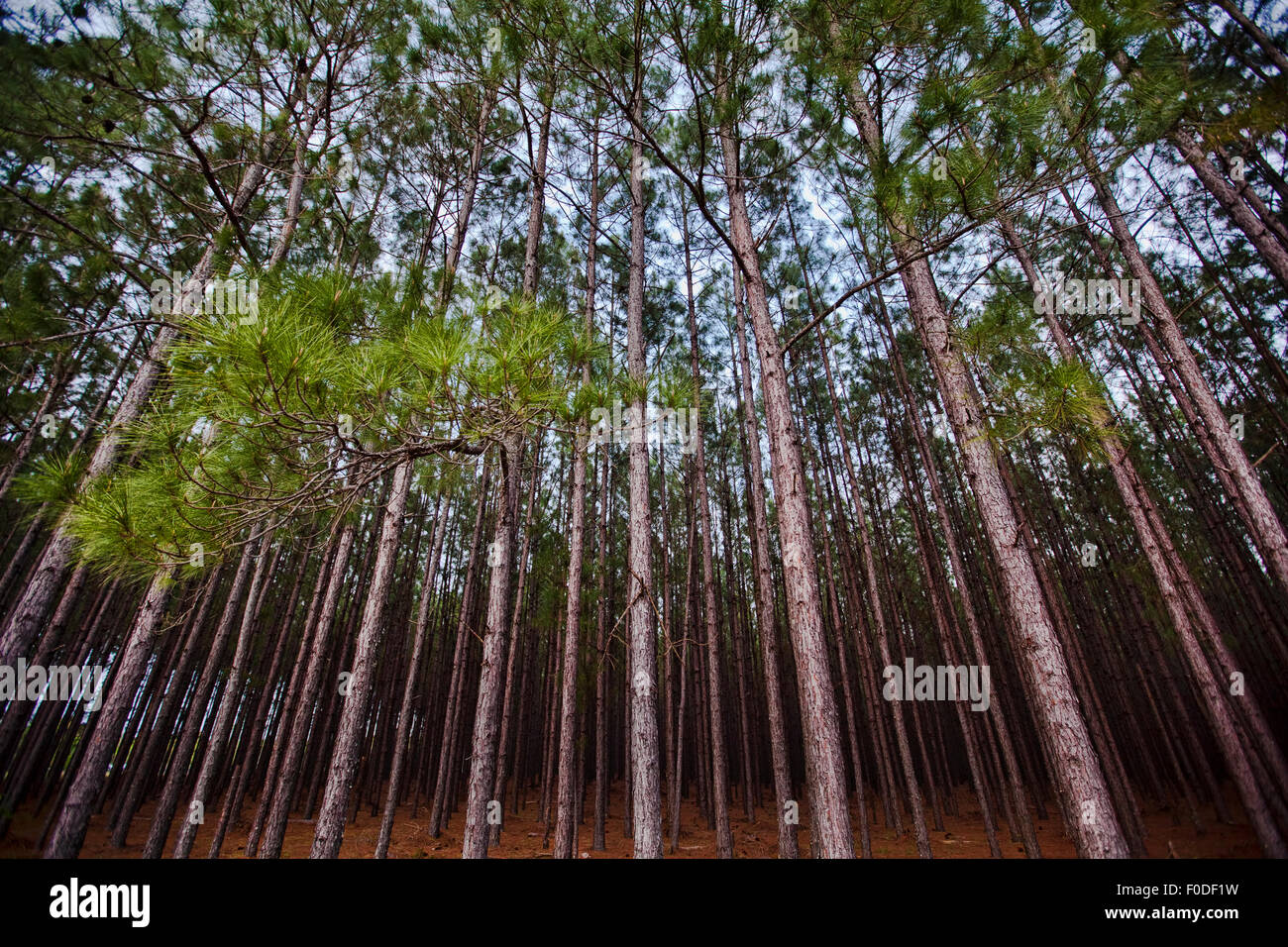 Shore Pine Pinus Contorta Contorta High Resolution Stock Photography ...
