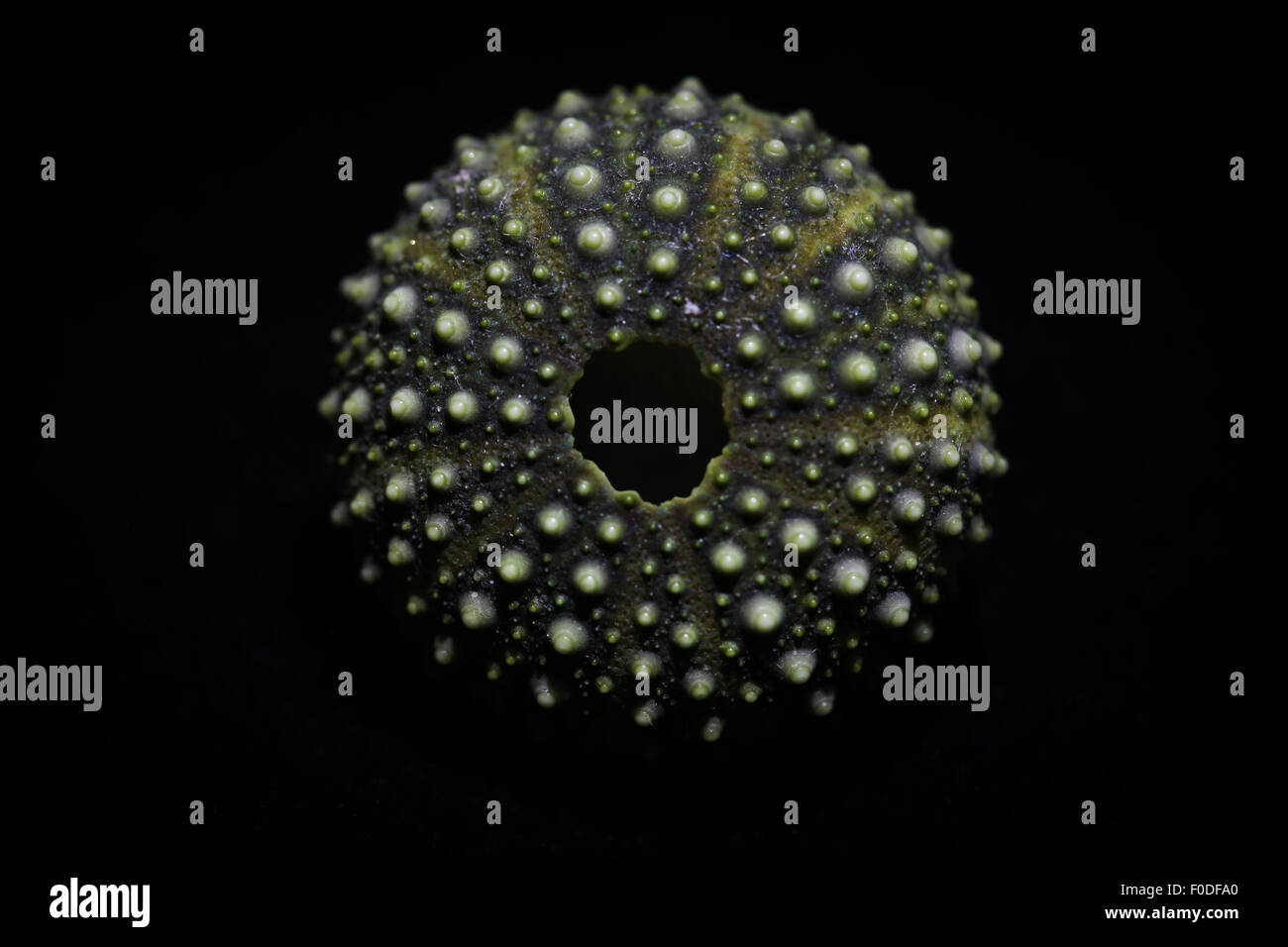 Sea urchin exoskeleton macro shot Stock Photo - Alamy