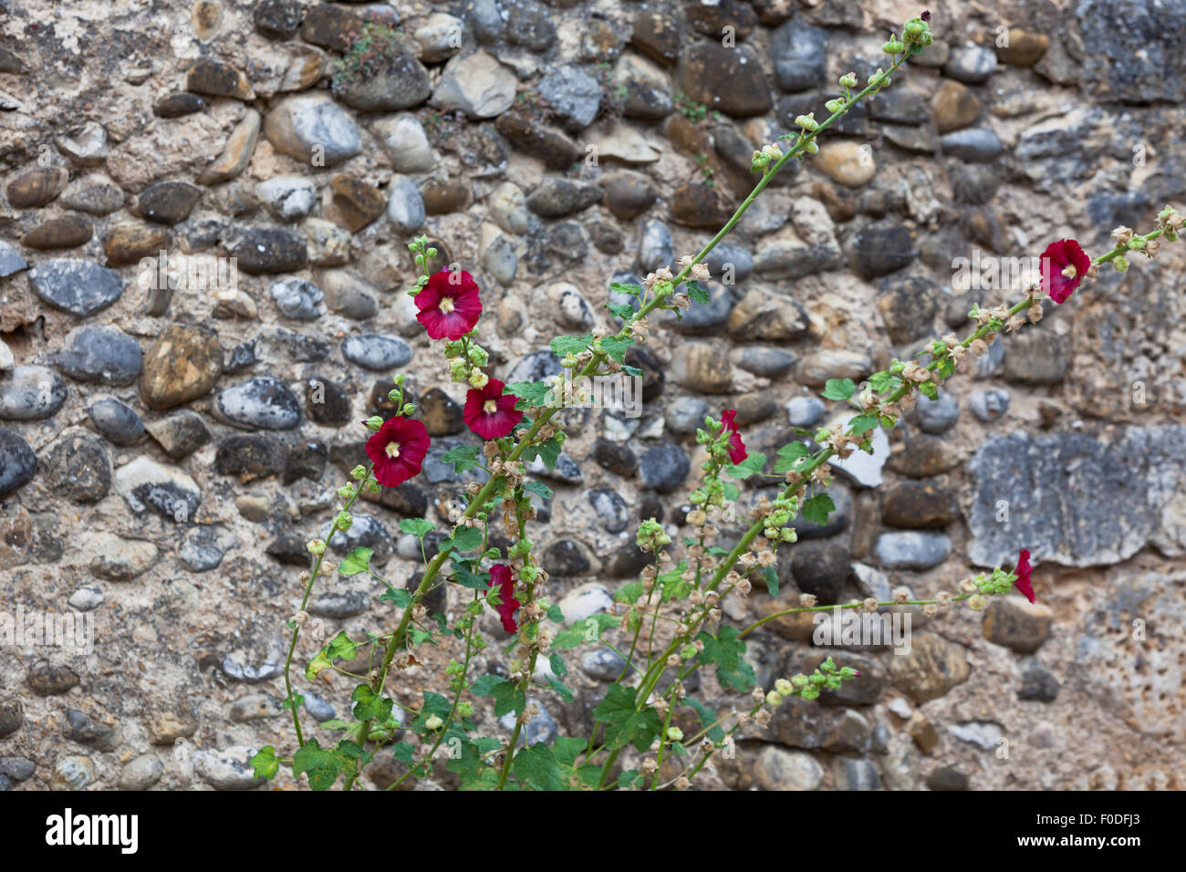 Mallows flowers on a textured stone wall background Stock Photo - Alamy