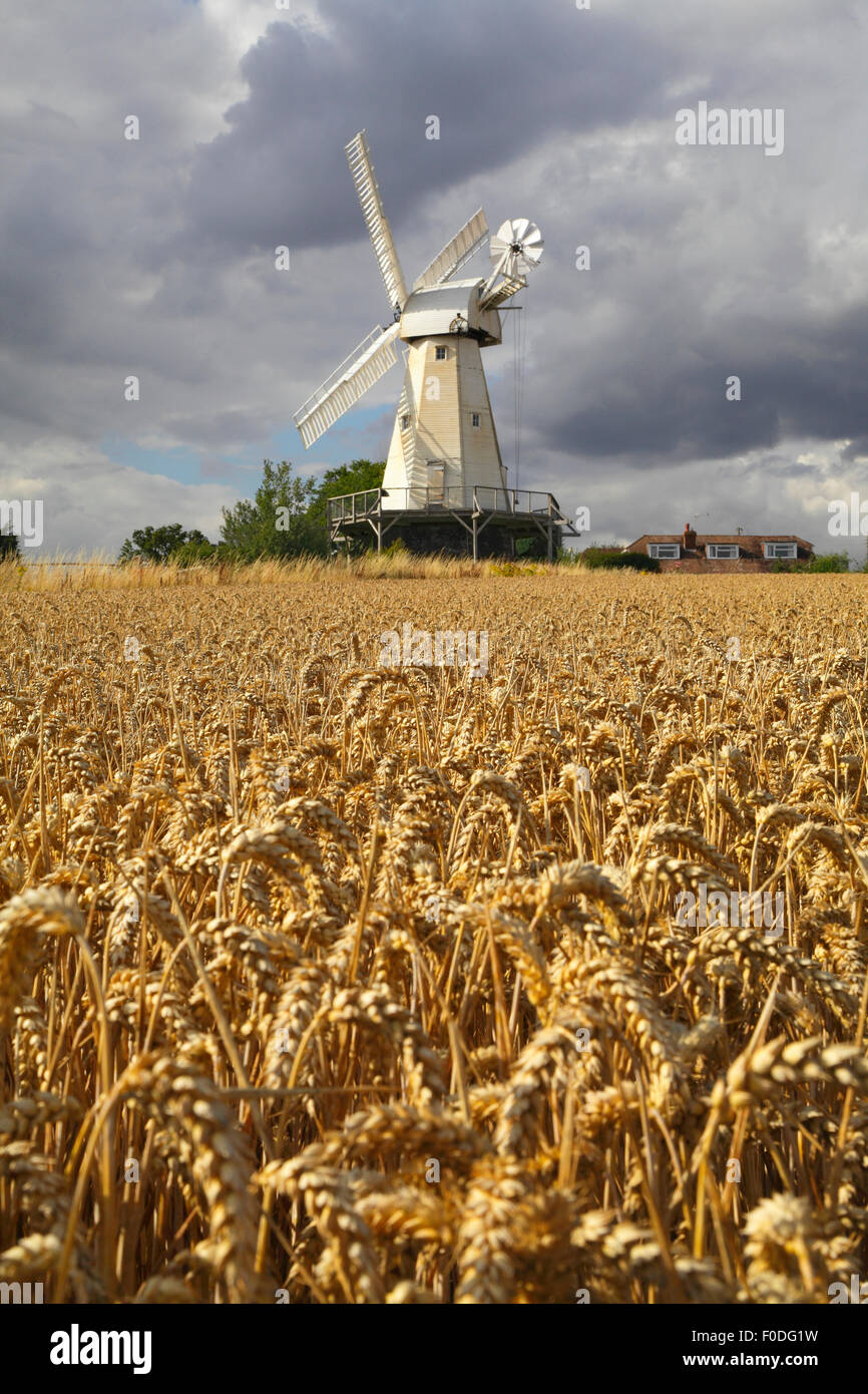 UK, Woodchurch Windmill at harvest time, Kent, England, Britain, GB ...