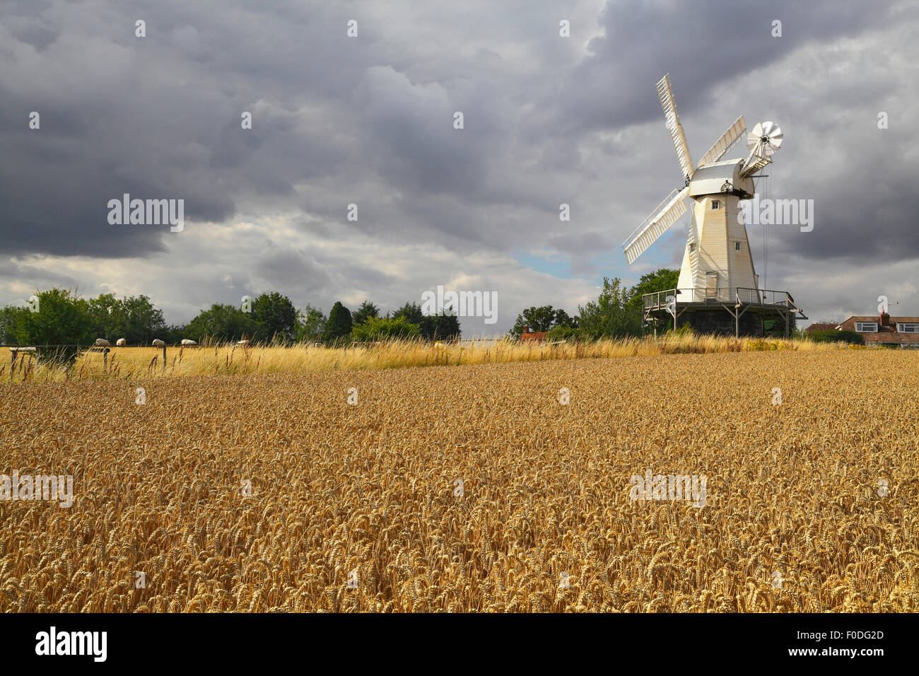 English harvest 19th century hi-res stock photography and images - Alamy