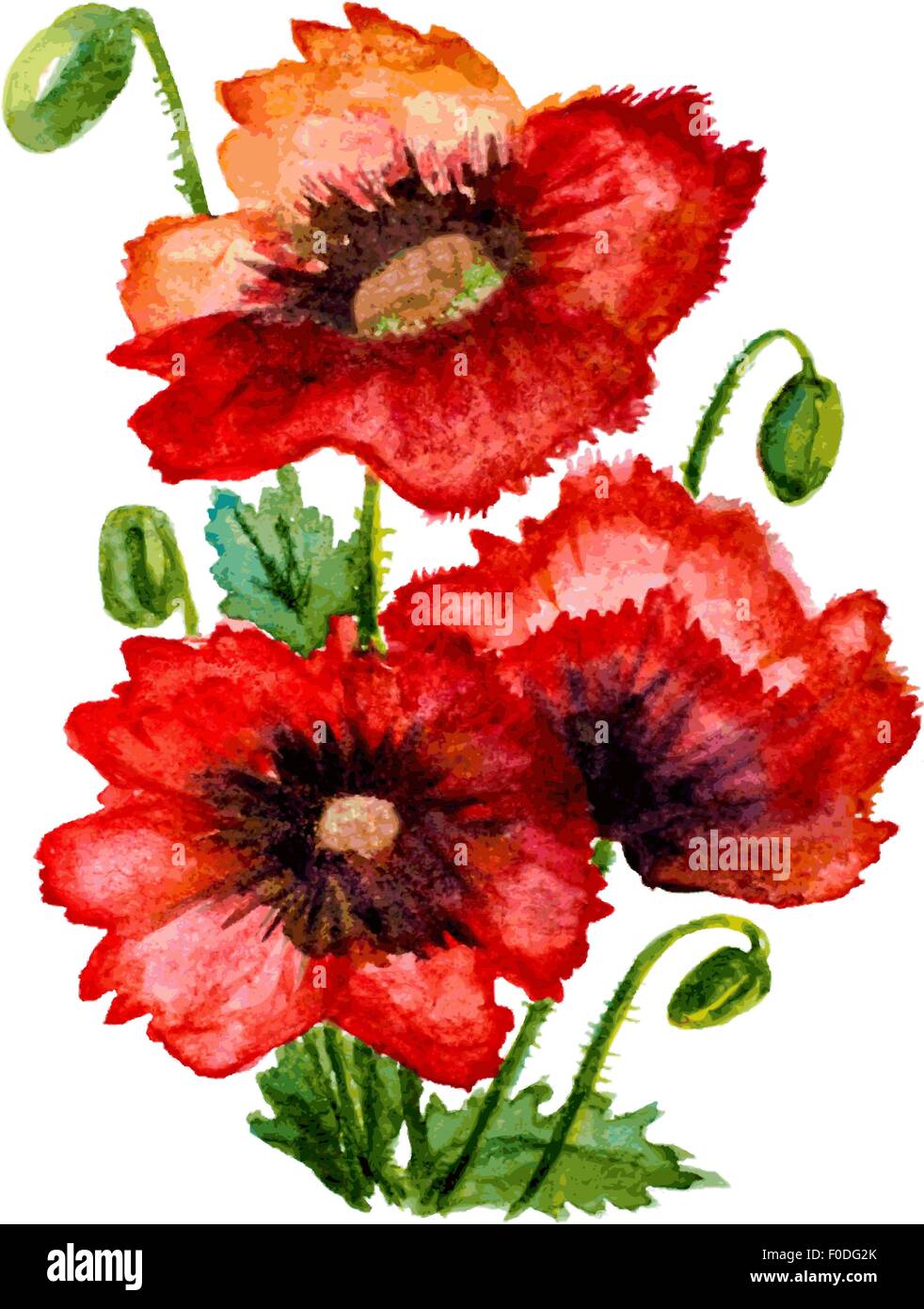 Poppies watercolor Stock Vector Images - Alamy