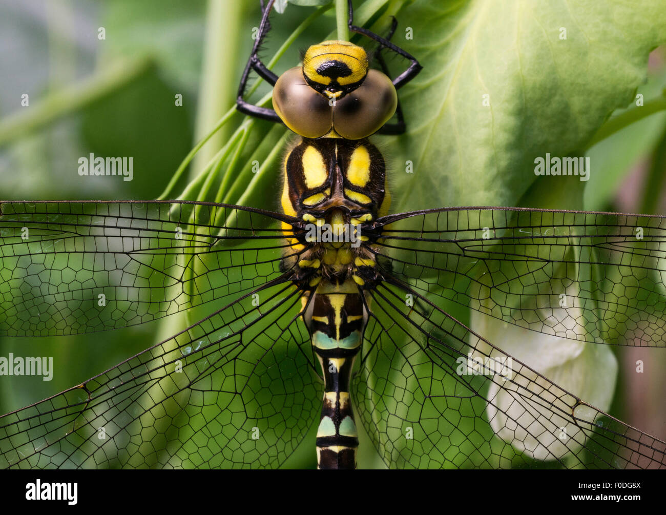 Male southern hawker dragonfly in a Shropshire garden, England, UK ...