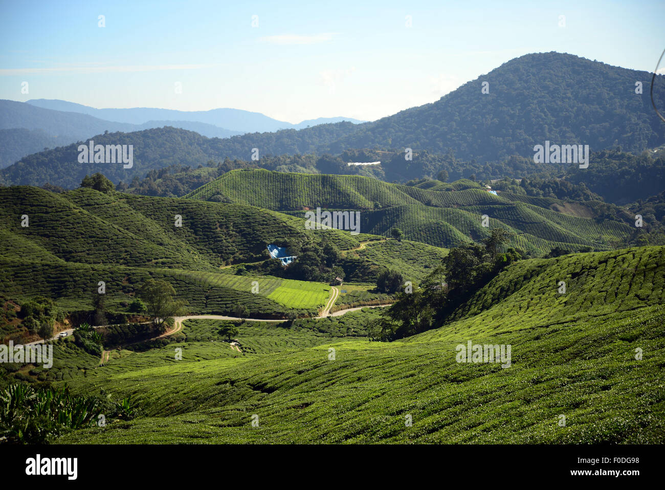 Cameron Highlands Boh Tea Plantation in Pahang Malaysia Stock Photo - Alamy