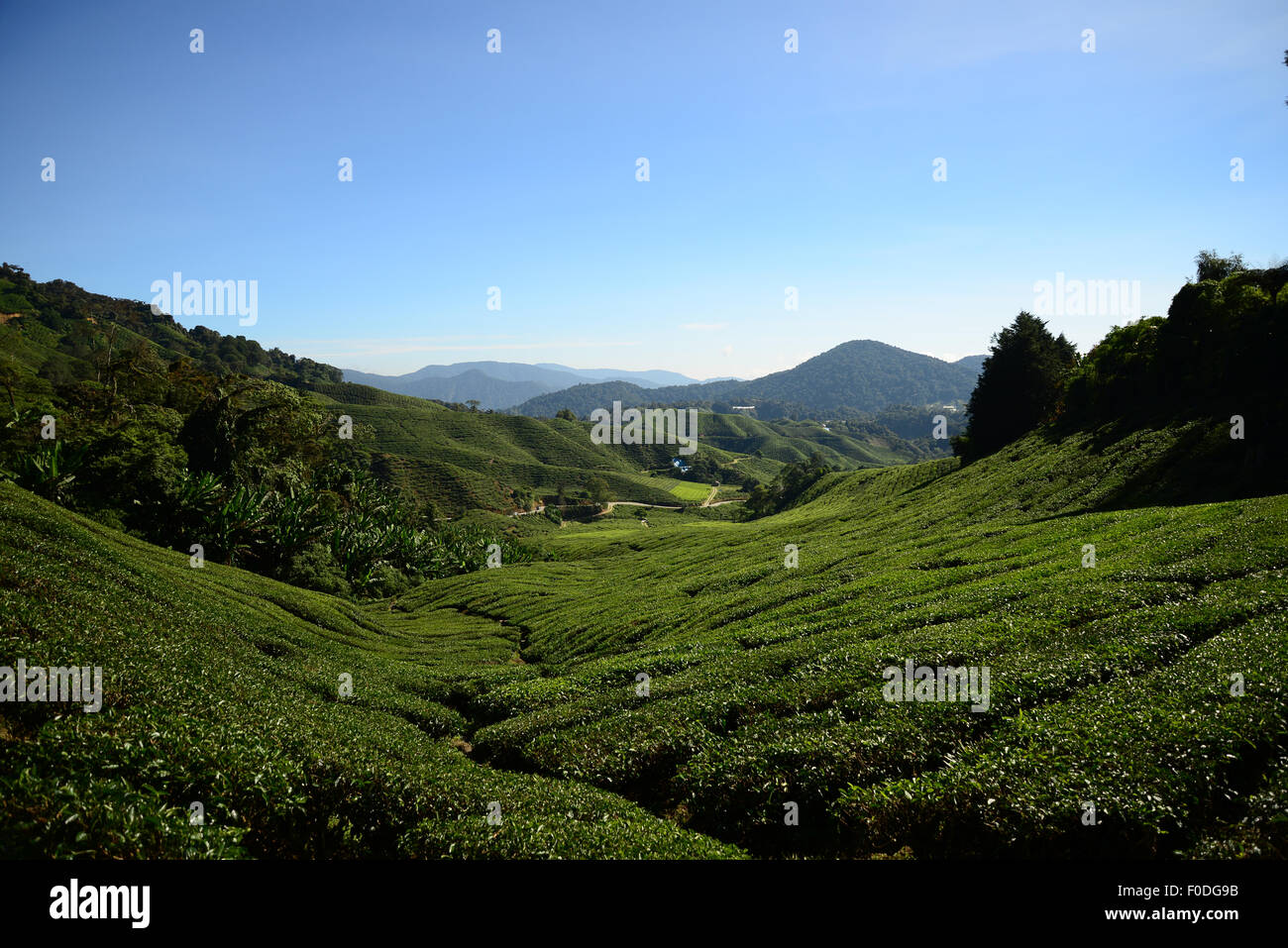 Cameron Highlands Boh Tea Plantation in Pahang Malaysia Stock Photo - Alamy