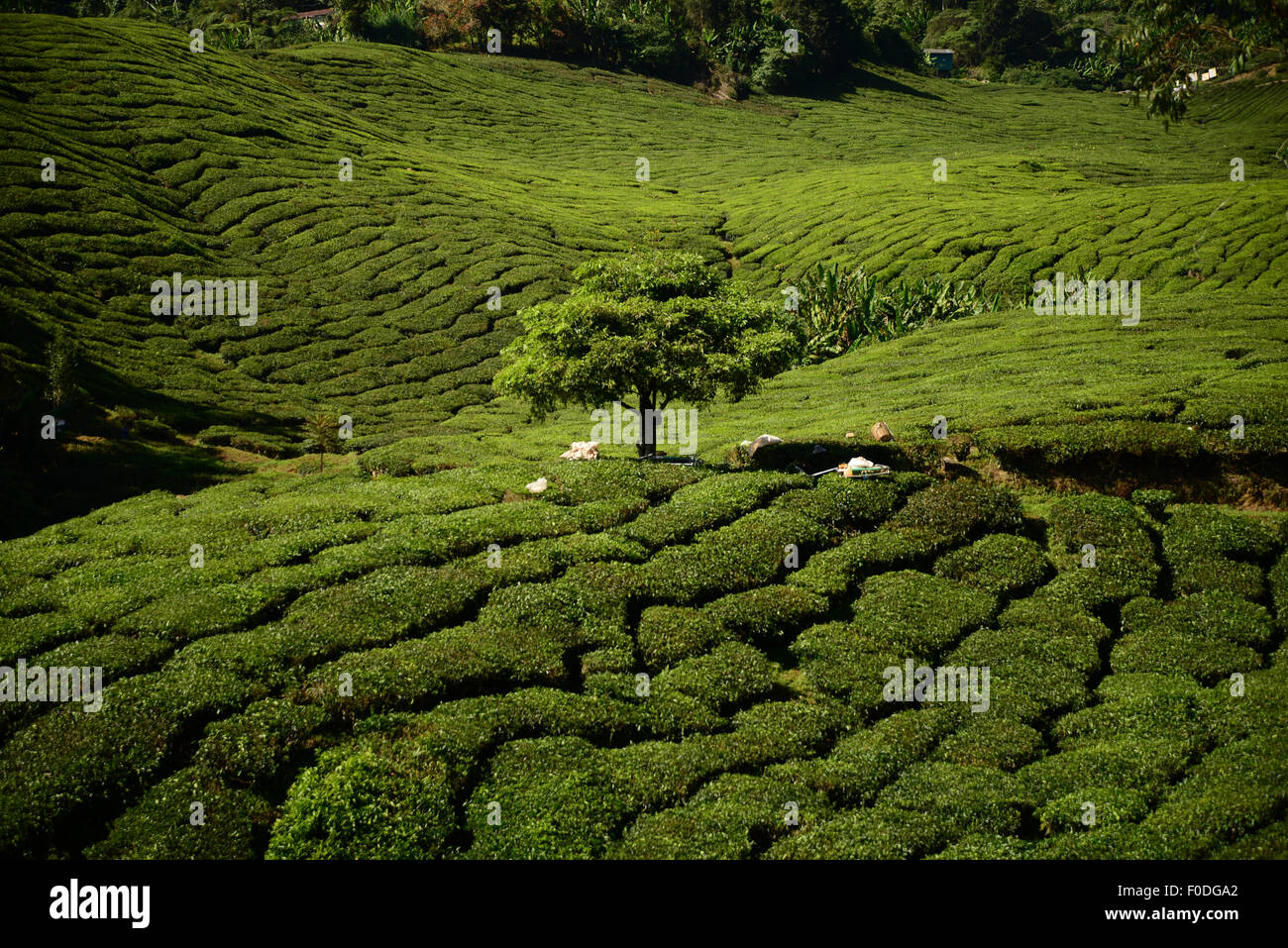 Boh Tea Plantation in Cameron Highlands Malaysia Stock Photo - Alamy