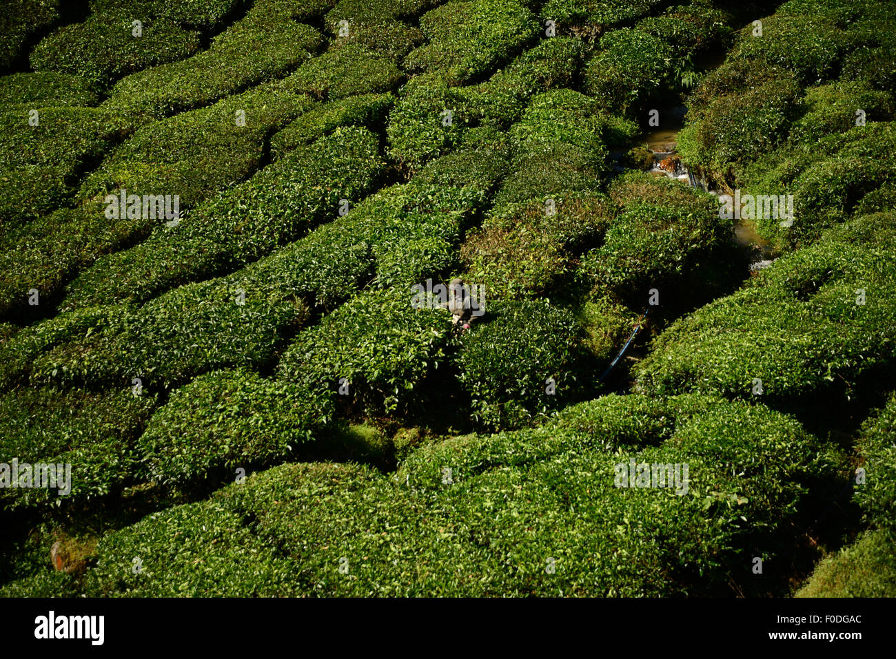 Boh Stock Photos & Boh Stock Images - Alamy