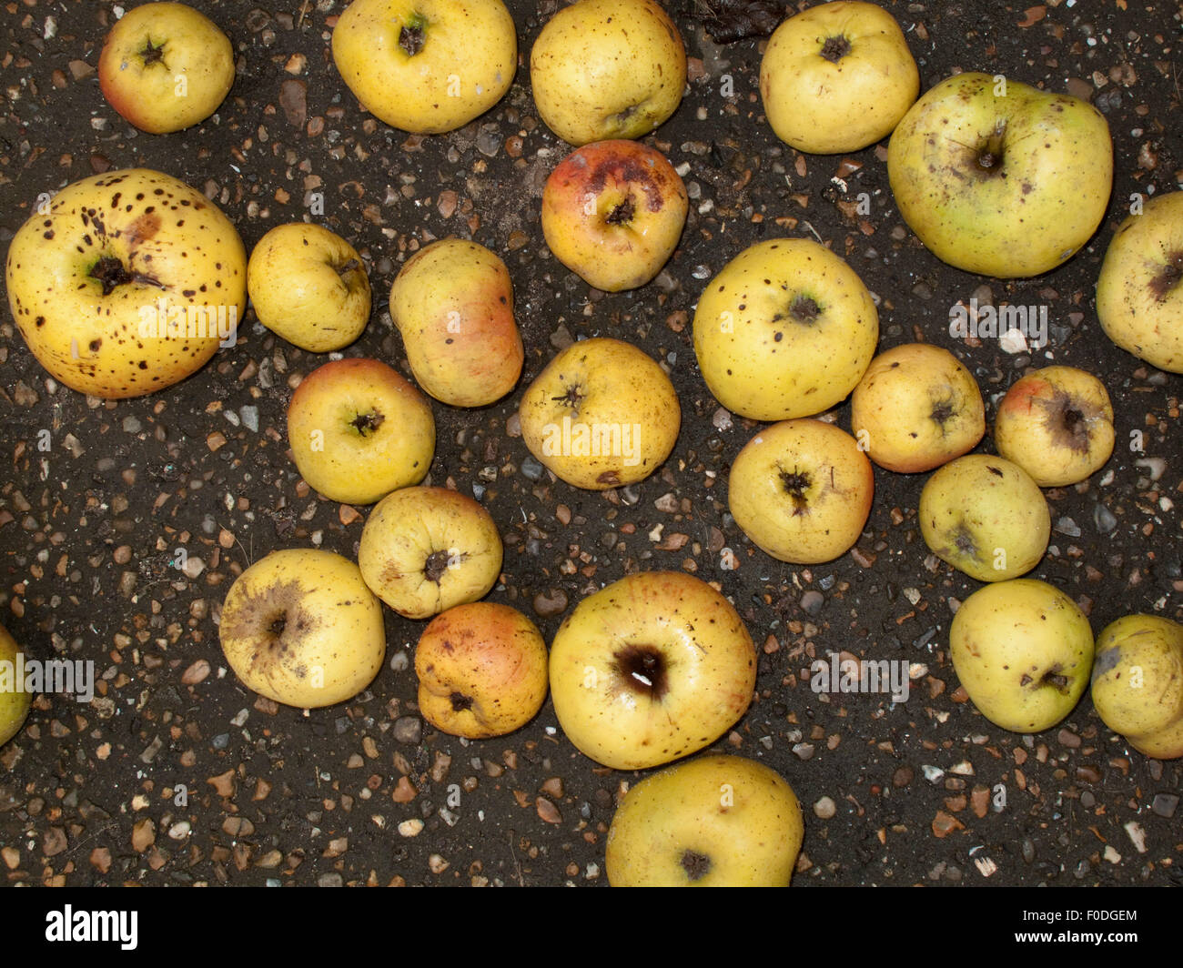 Lots of yellow and spotted apples not looking very attractive Stock ...