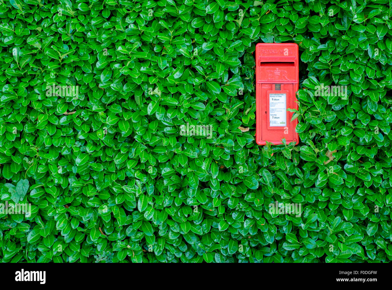 A royal mail red postbox (mailbox) which has a hedge growing around it ...