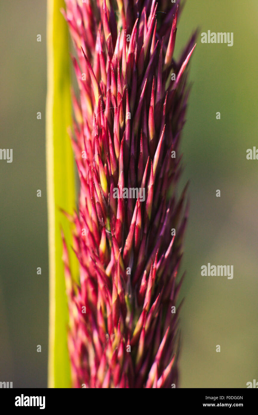 Red reed grass hi-res stock photography and images - Alamy