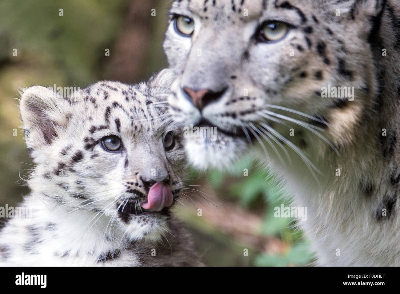 Cologne, Germany. 13th Aug, 2015. The snow leopard mum Siri with her ...