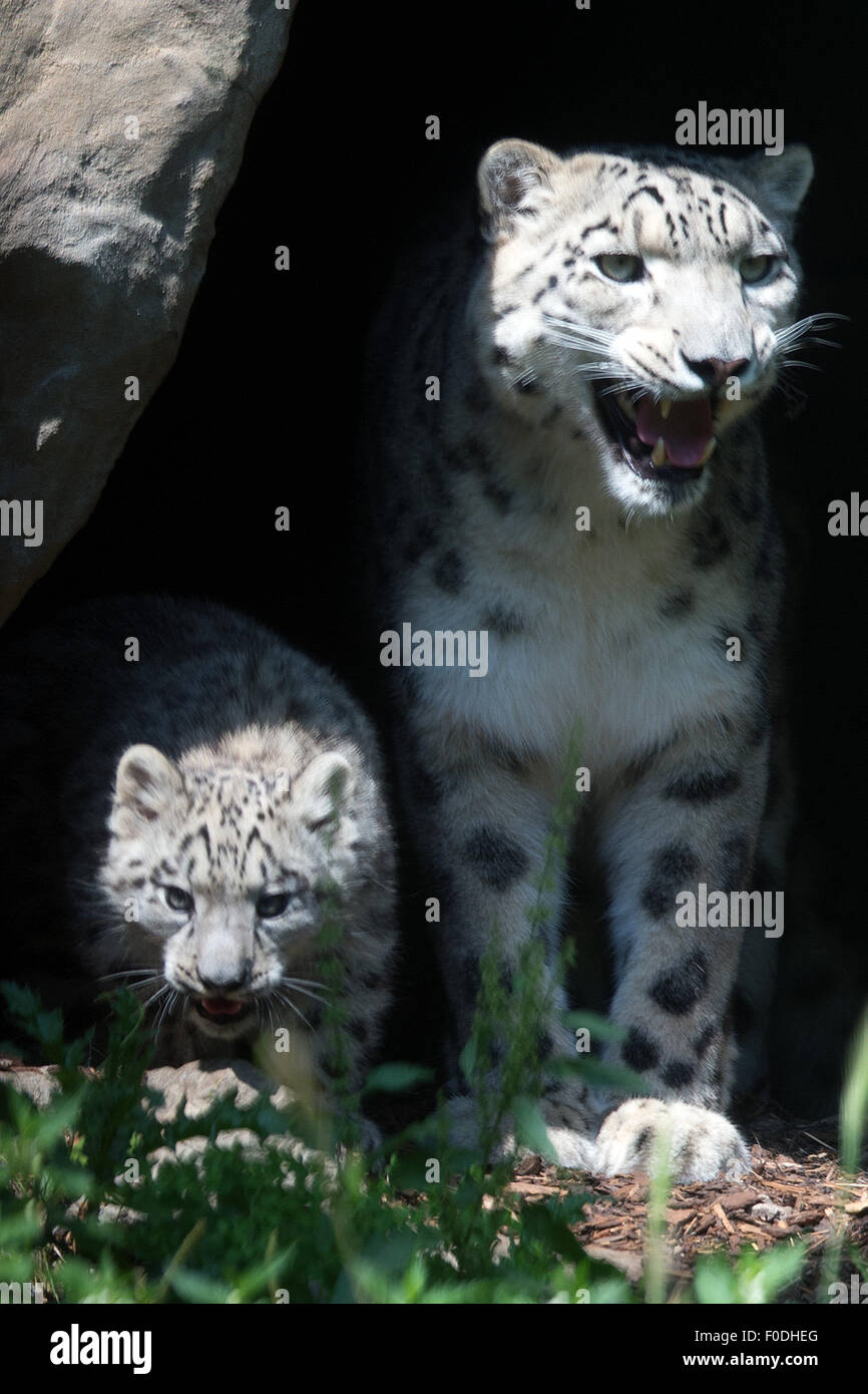 Cologne, Germany. 13th Aug, 2015. The snow leopard mum Siri with her ...