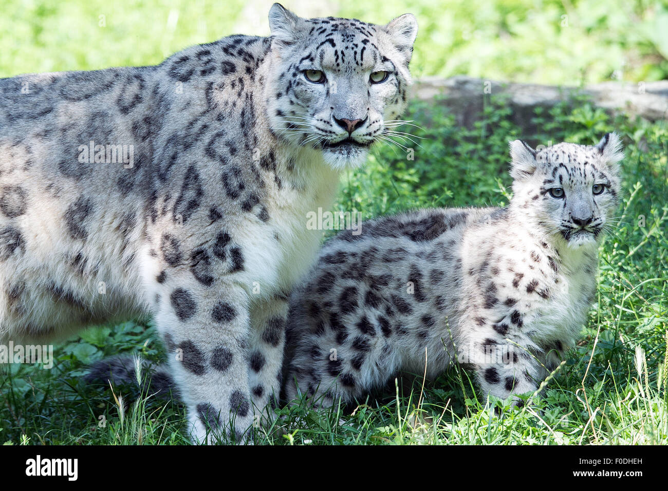 Cologne, Germany. 13th Aug, 2015. The snow leopard mum Siri with her ...