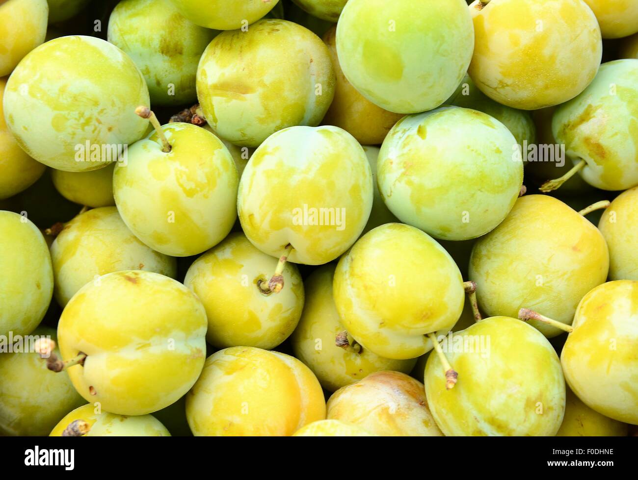 Prunus domestica plum ripe fruit hi-res stock photography and images ...