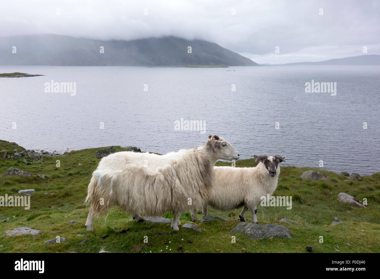 Sheep near Tarbert Isle of Harris Western Isles Outer Hebrides Scotland ...