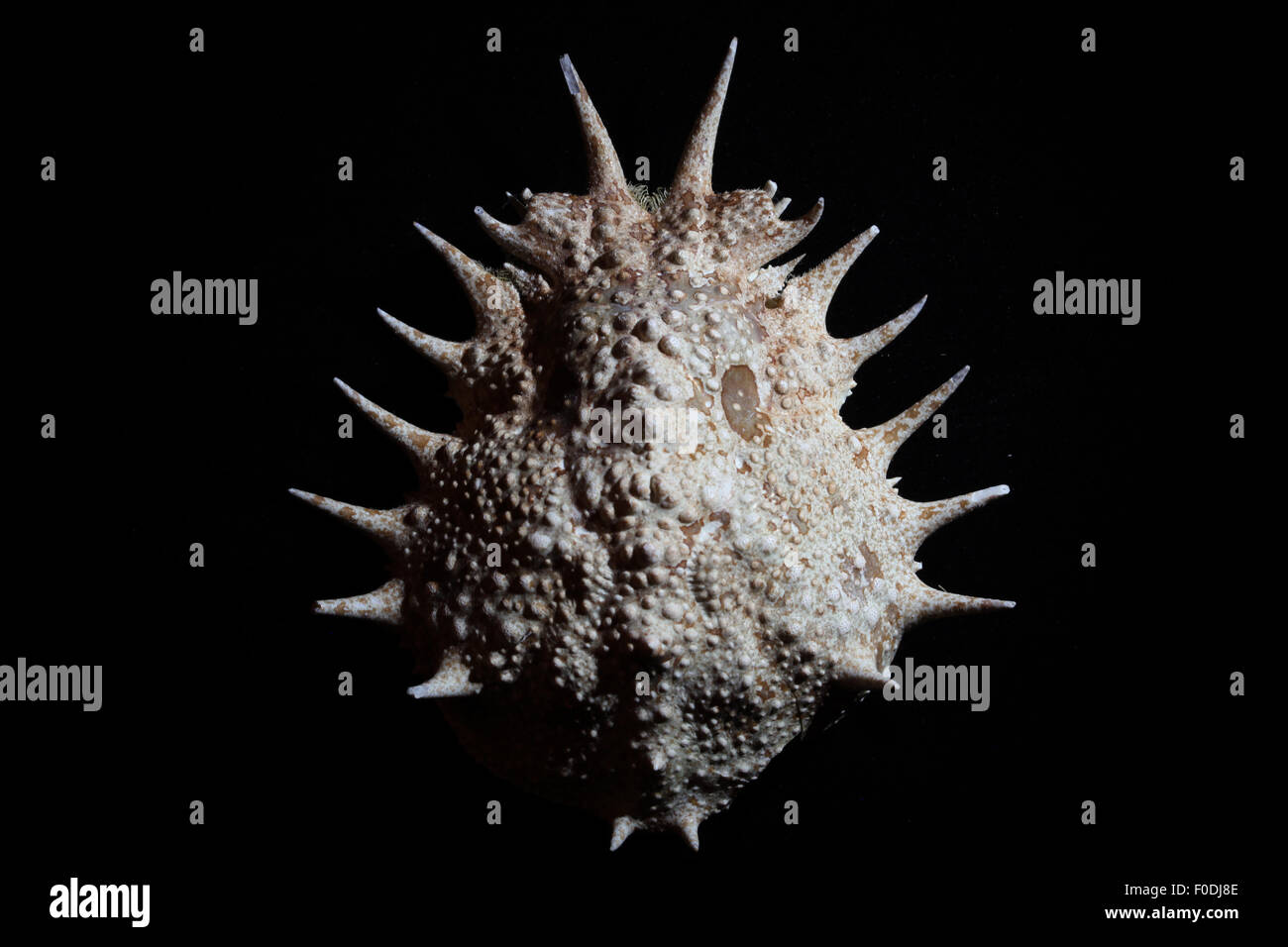 Crab shell hi-res stock photography and images - Alamy