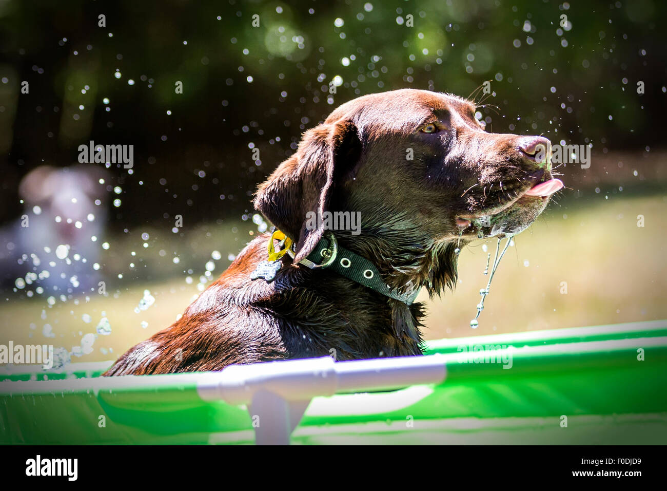 Dog wet backyard hi-res stock photography and images - Alamy