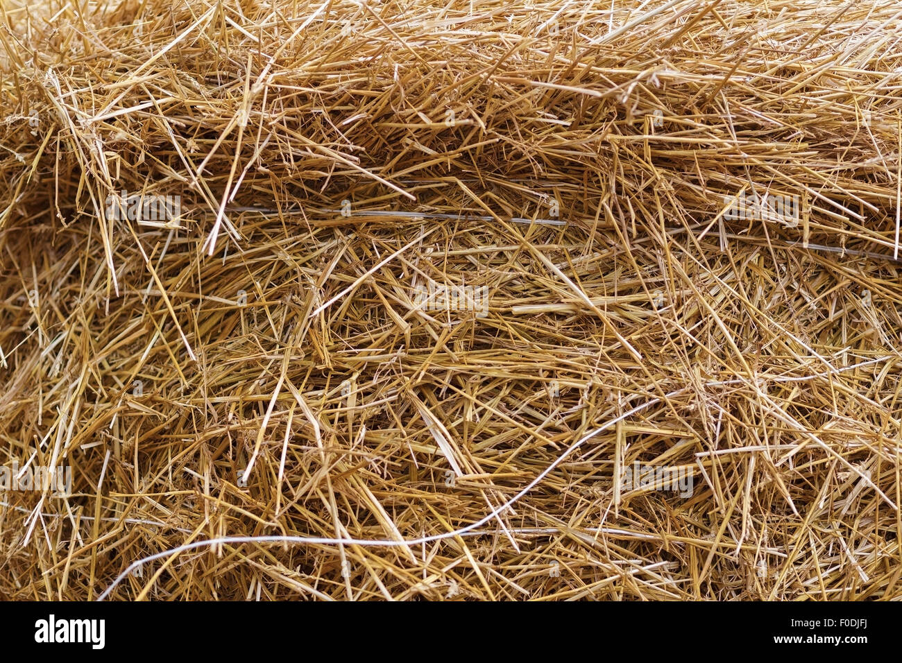 Hay straw texture background. Fodder for livestock Stock Photo - Alamy