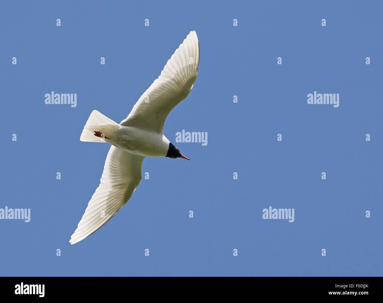 Mediterranean Gull (Ichthyaetus melanocephalus) in flight, Pusztaszer ...
