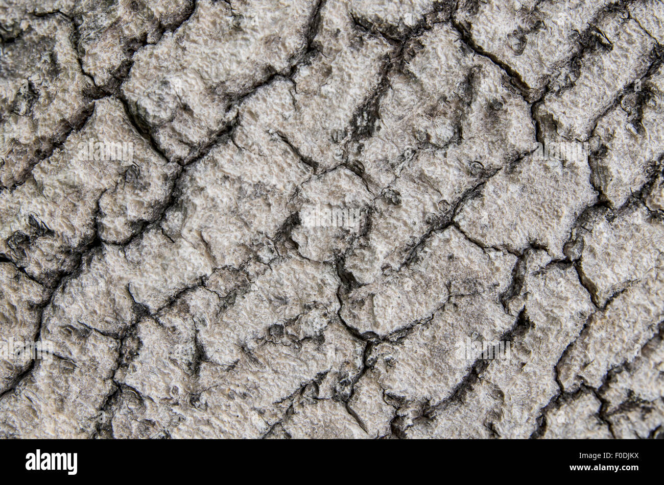 Hard bark hi-res stock photography and images - Alamy