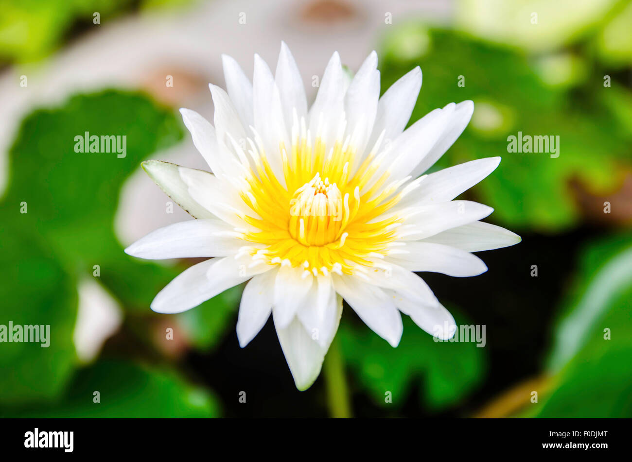 Beautiful white lotus Stock Photo - Alamy