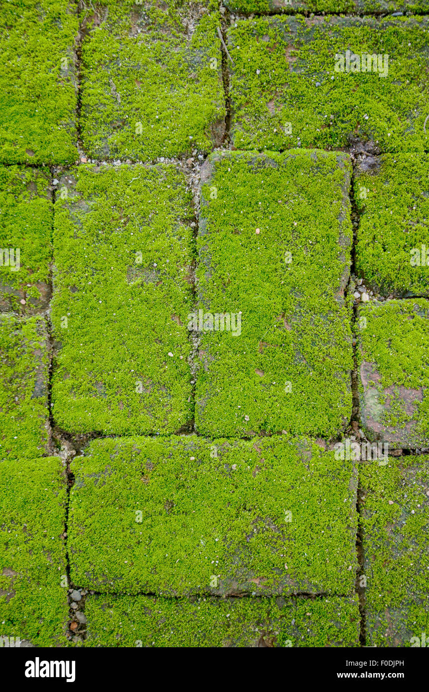 Moss concrete block hi-res stock photography and images - Alamy