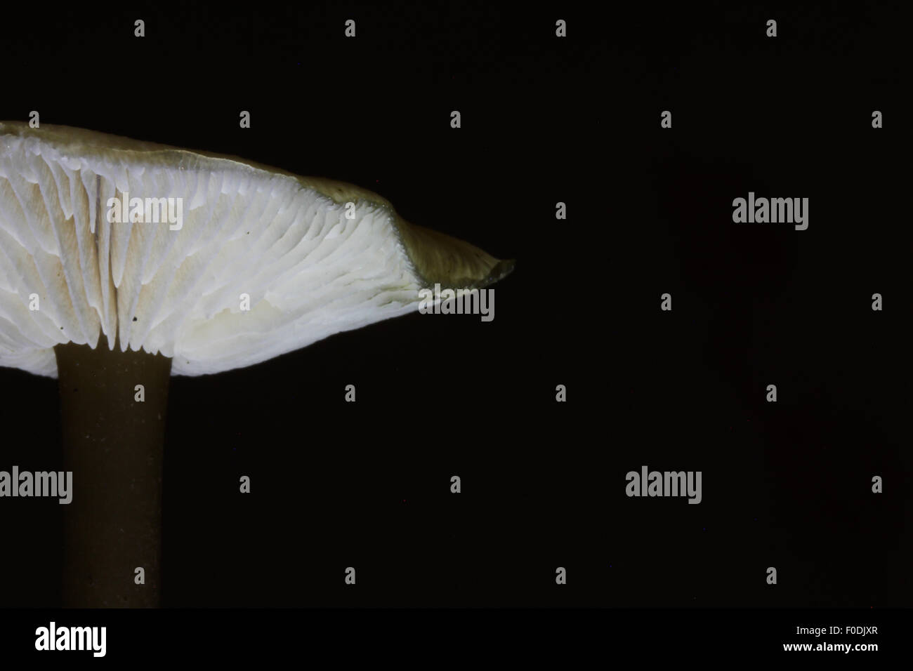 Fruiting body of a fungi Stock Photo - Alamy