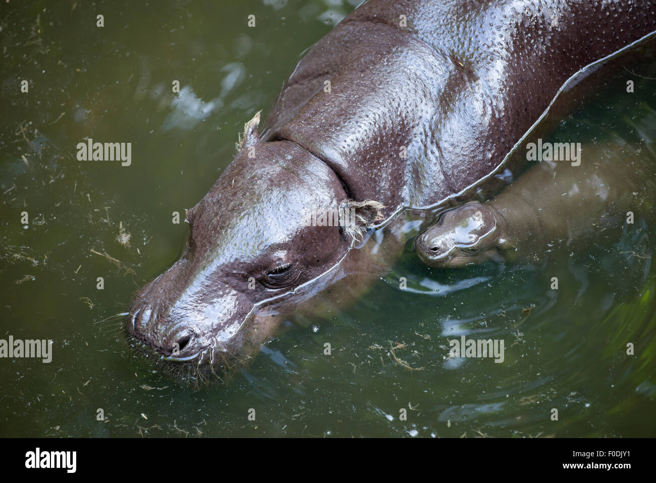 Mother and baby hippo hi-res stock photography and images - Alamy
