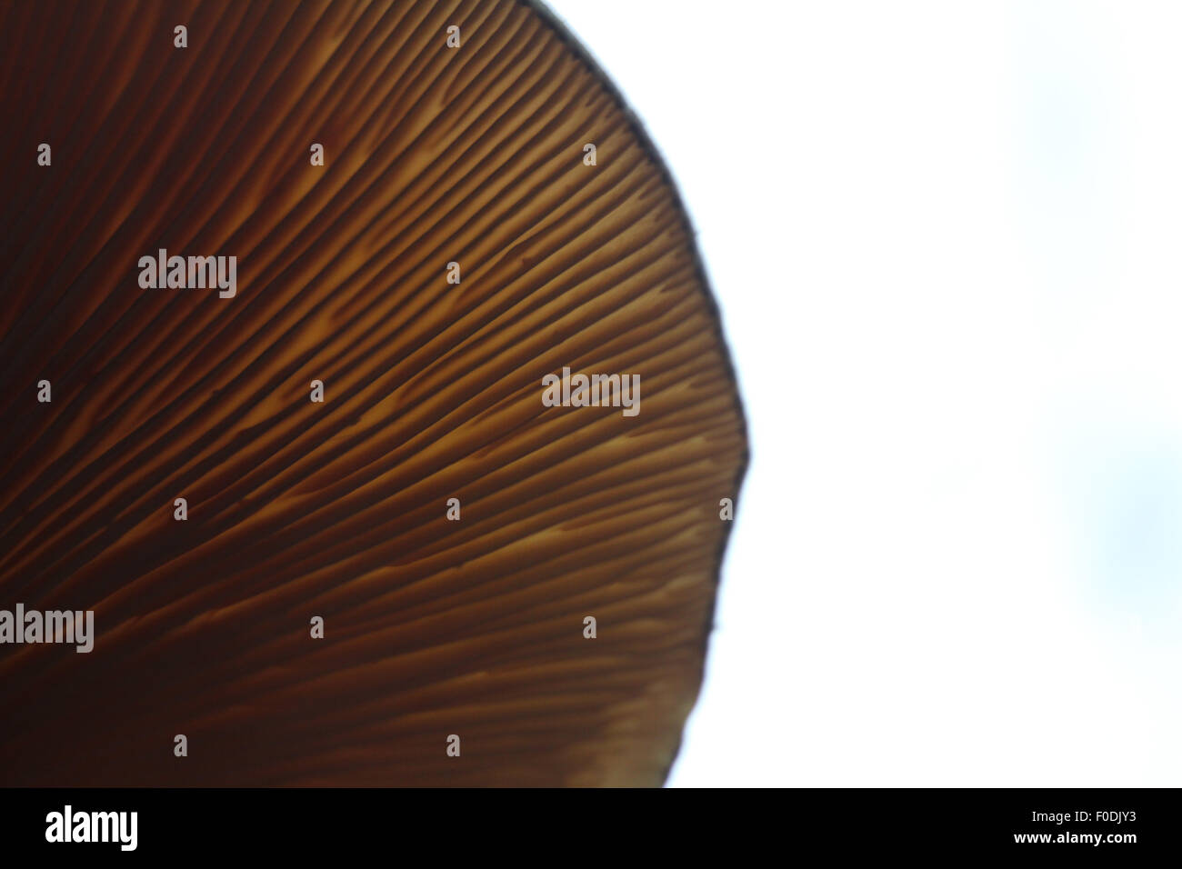 Mushroom seen from below Stock Photo - Alamy