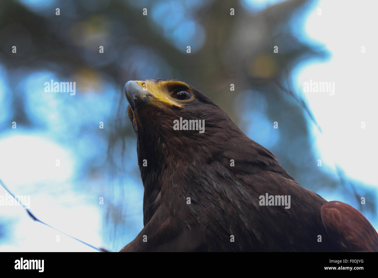 Harris's Hawk from below Stock Photo - Alamy
