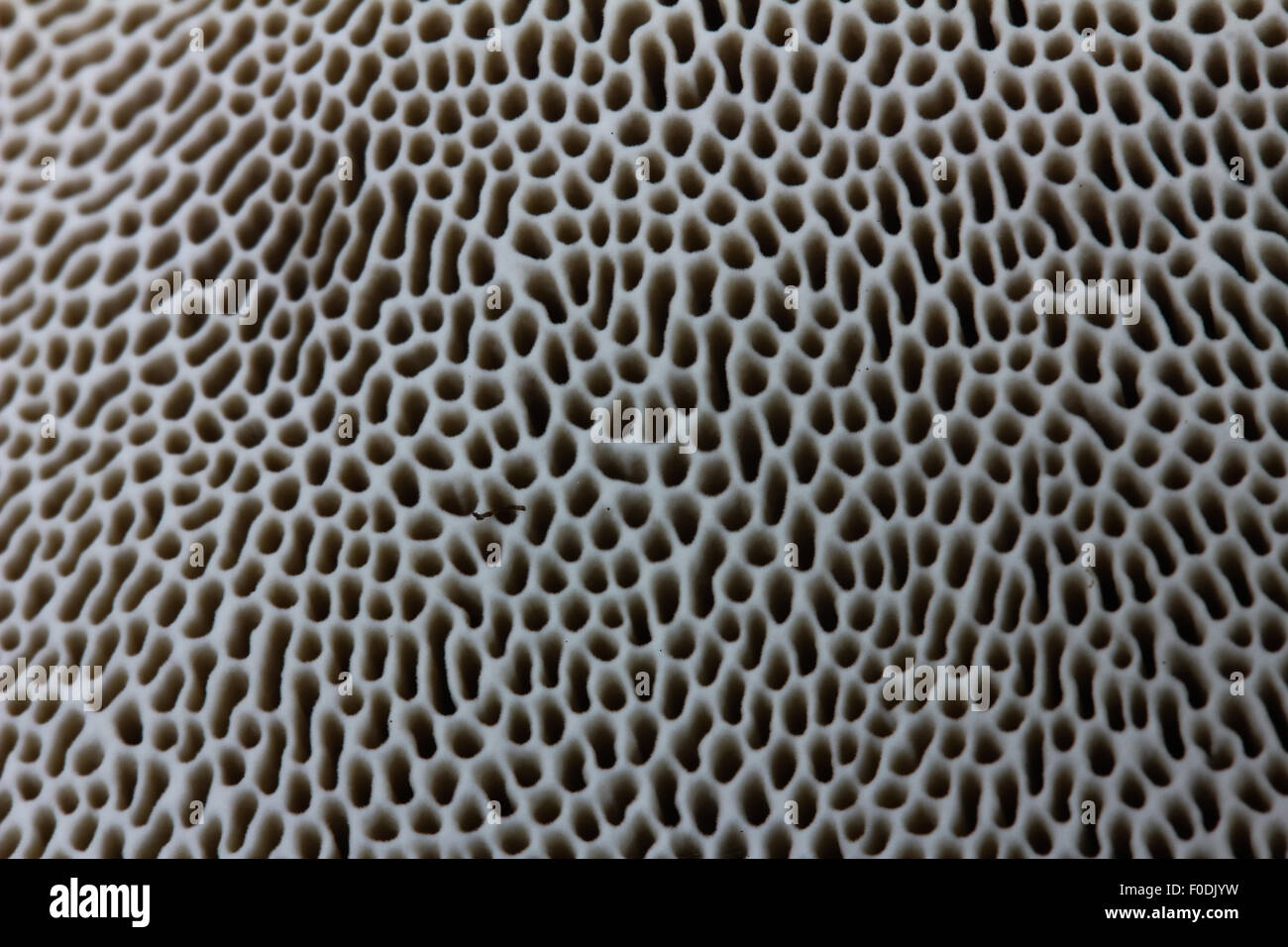 Pore fungi hi-res stock photography and images - Alamy