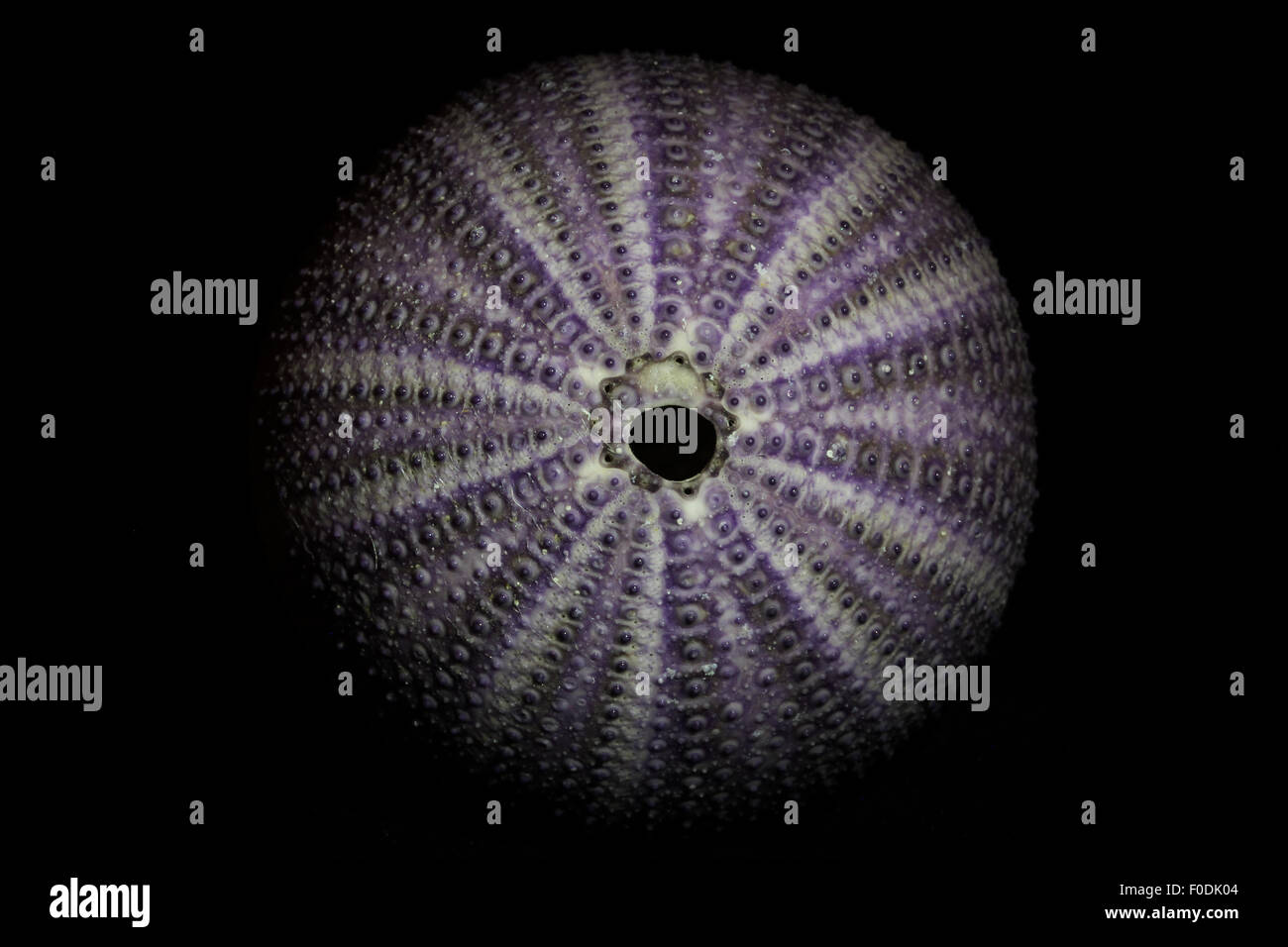 Sea urchin exoskeleton macro shot Stock Photo - Alamy